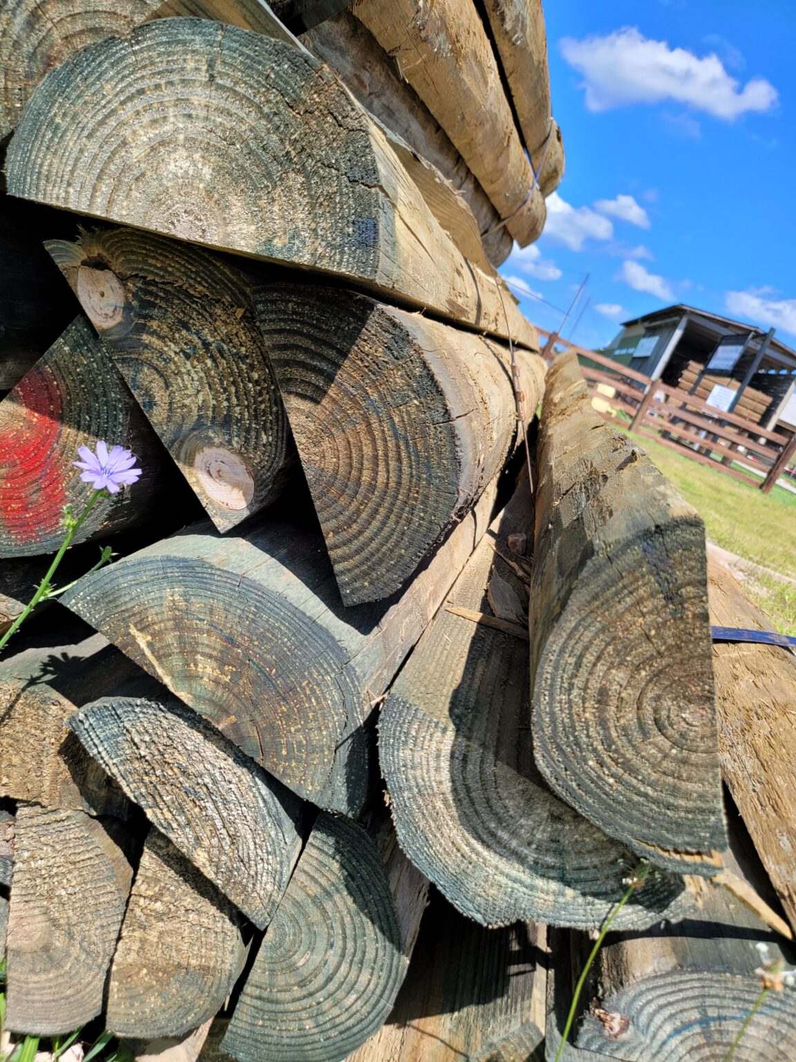 7″- 8″ x 8′ Half Round Treated Fence Post – McArthur Lumber & Post